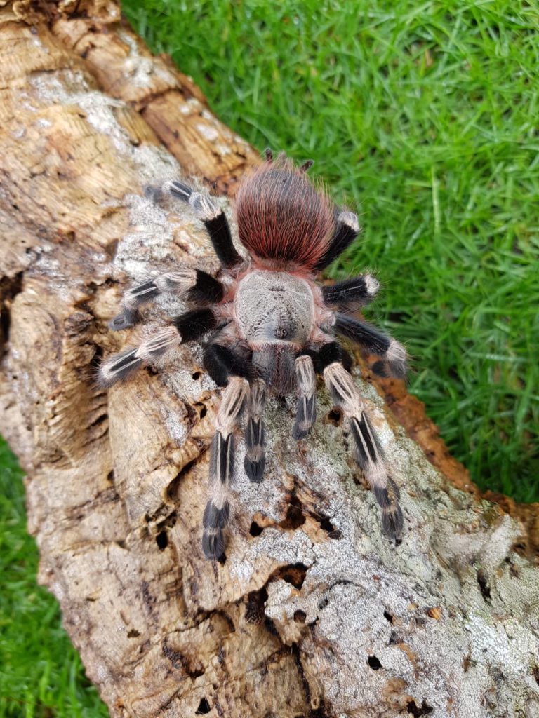 🕷 50 Vitalius chromatus 2nd-3rd molt – Fatbob's Exotics
