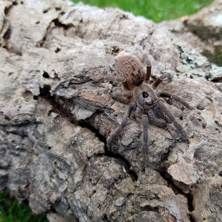 ♂️ Ceratogyrus Sanderi Male – Fatbob's Exotics