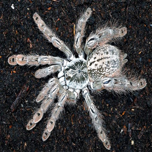♀️ Heteroscodra maculata female – Fatbob's Exotics