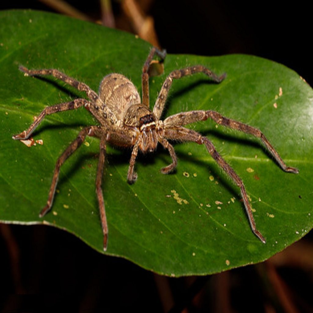 ♀️ Heteropoda Venatoria- Female – Fatbob's Exotics