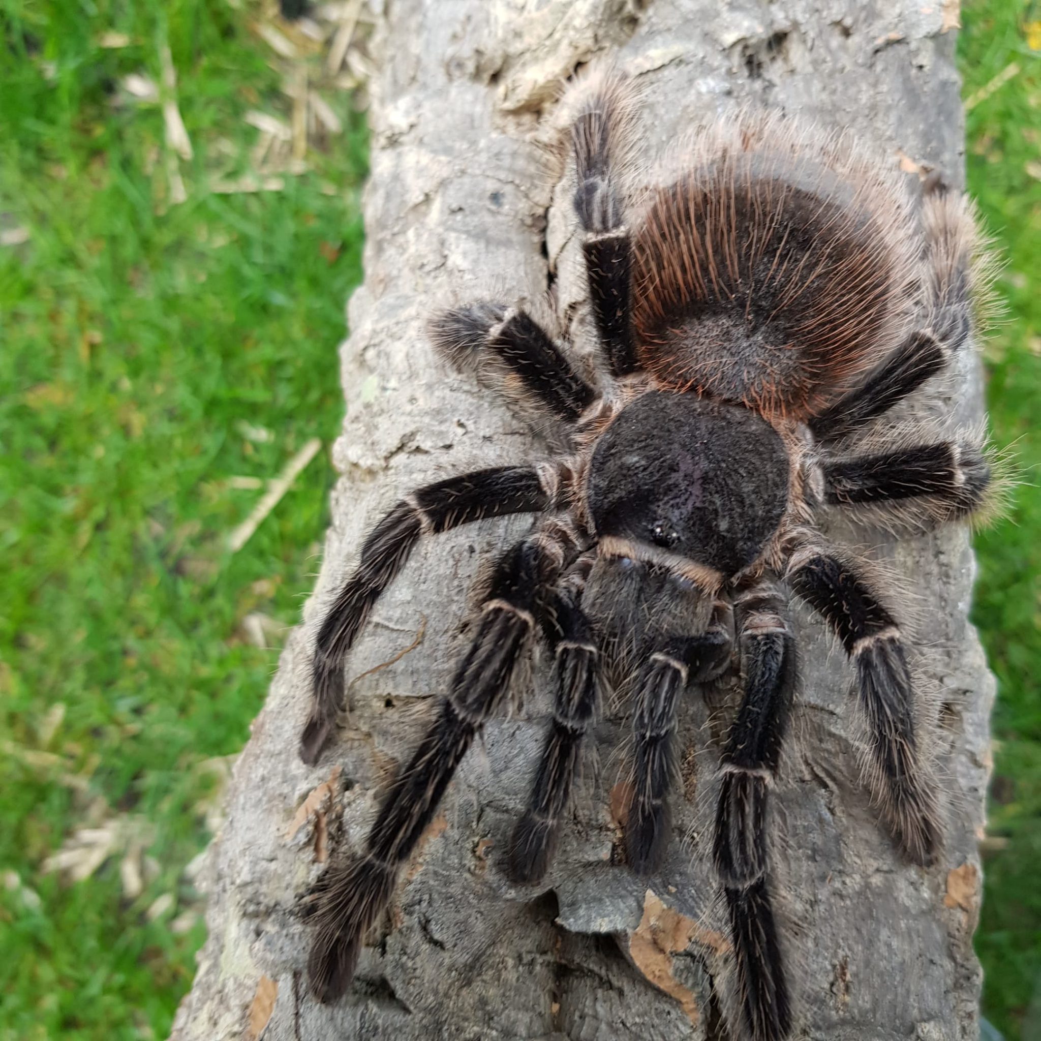 🕷 Lasiodora Parahybana 3rd-4th molt – Fatbob's Exotics