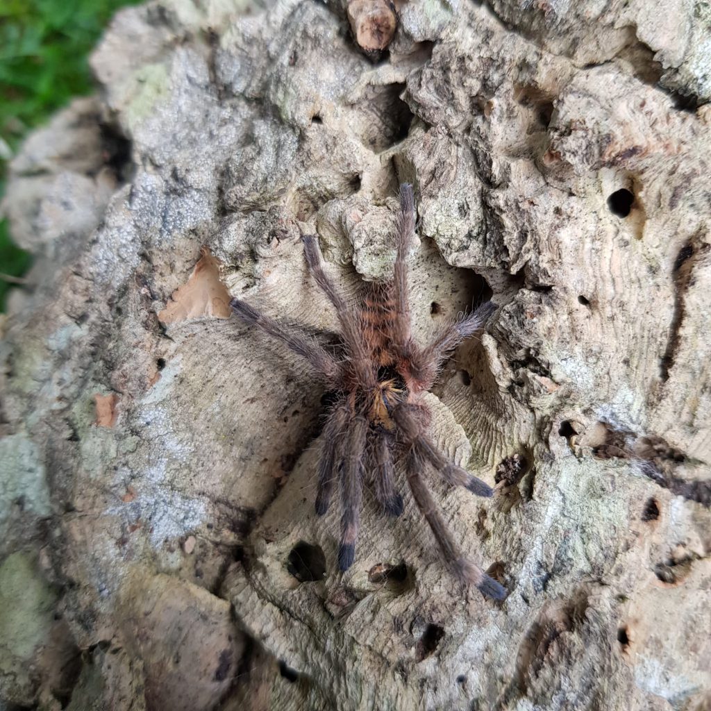 ♀️ Neoholothele incei 2-3 cm body female – Fatbob's Exotics