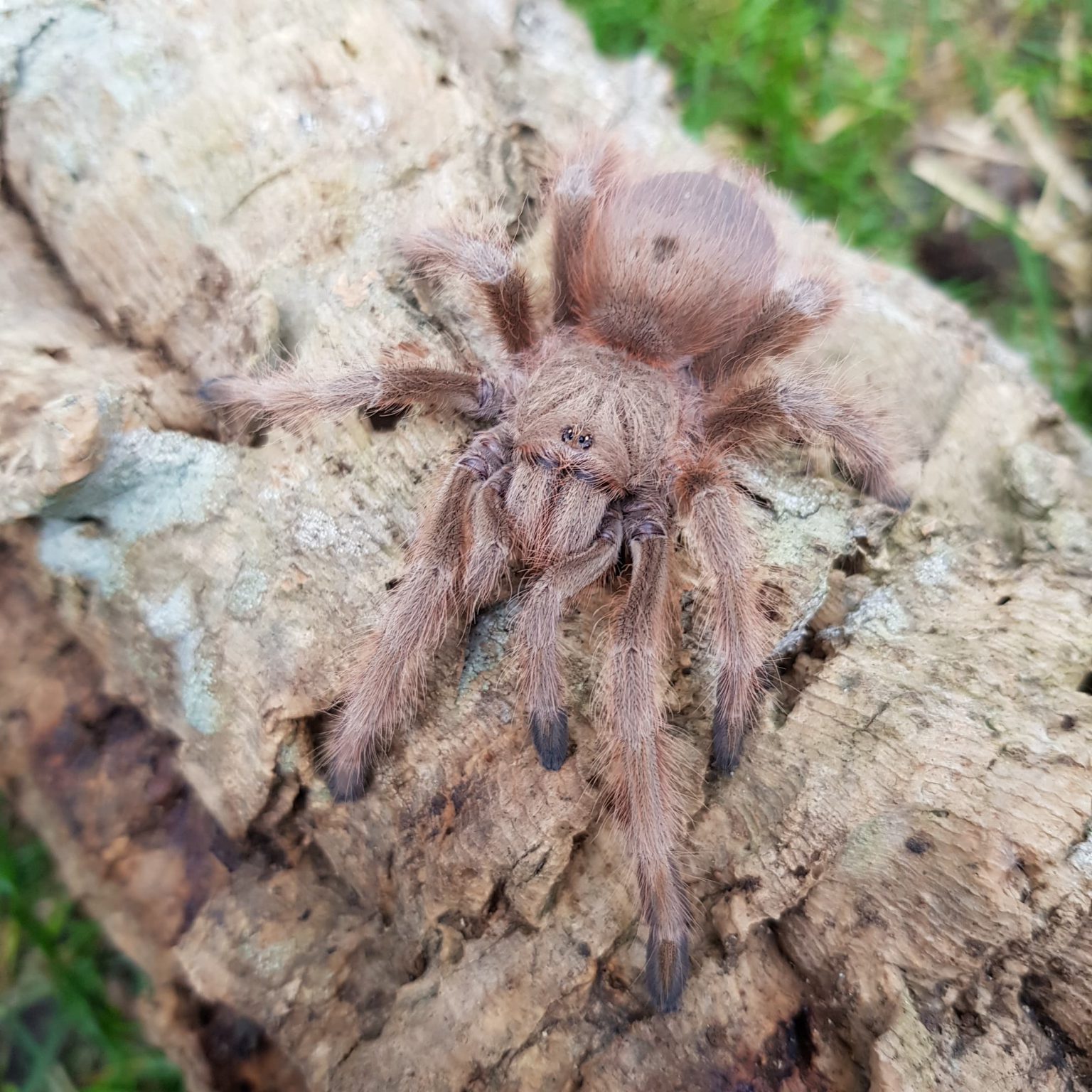 🕷 Nhandu tripepii 5th molt – Fatbob's Exotics