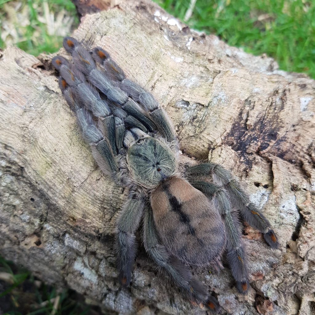 ♂️ Psalmopoeus Cambridgei Male – Fatbob's Exotics