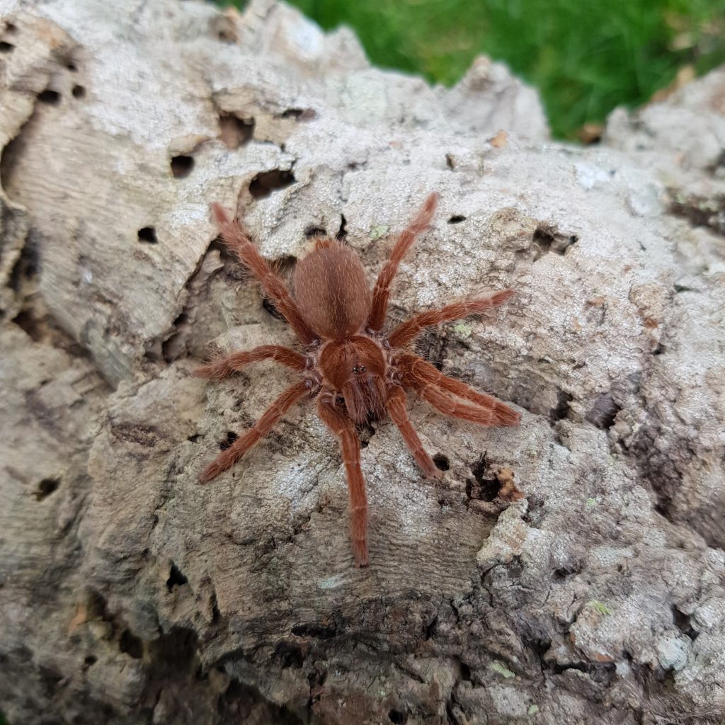♂️ Pelinobius Muticus Male – Fatbob's Exotics