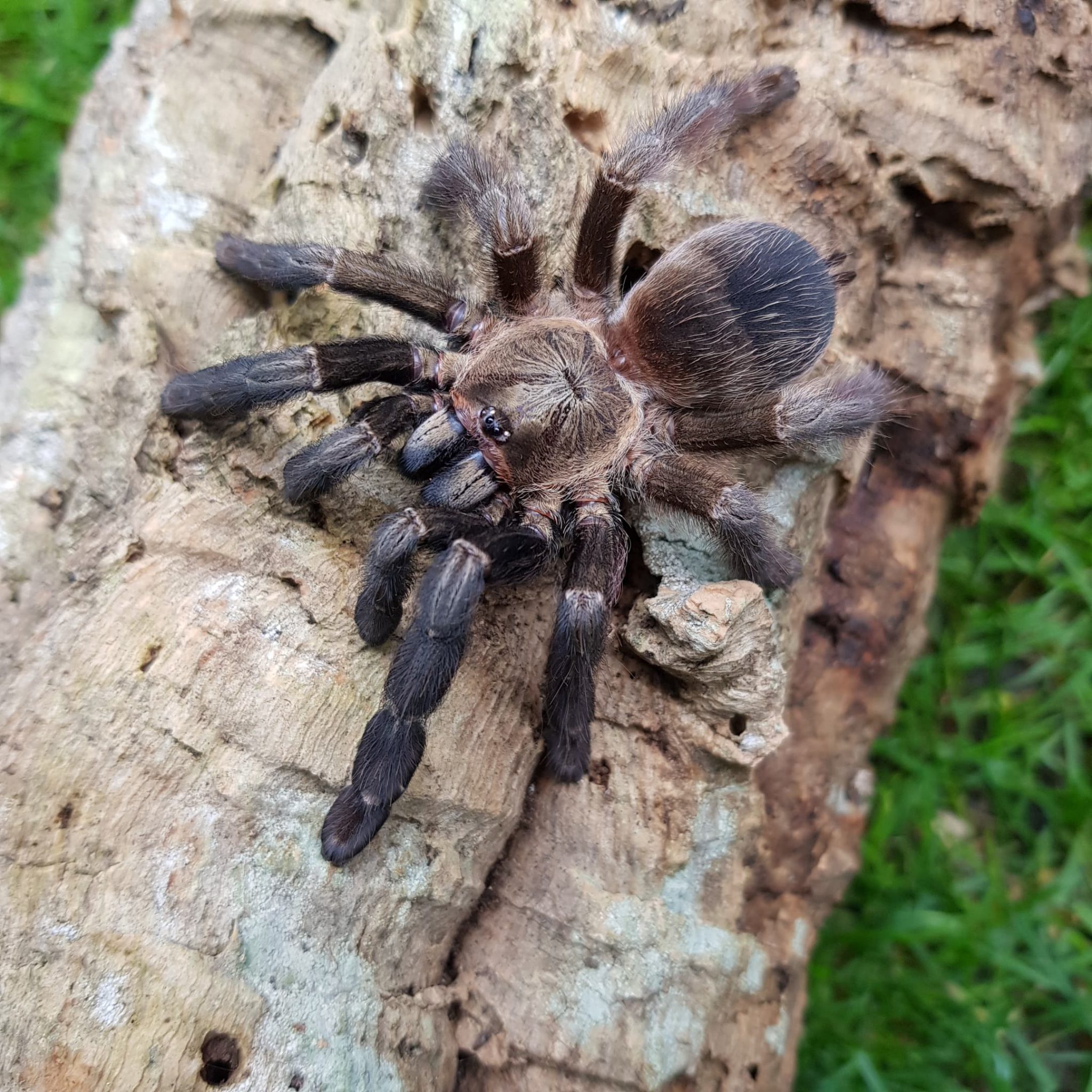 ♂️ Psalmopoeus Reduncus male – Fatbob's Exotics