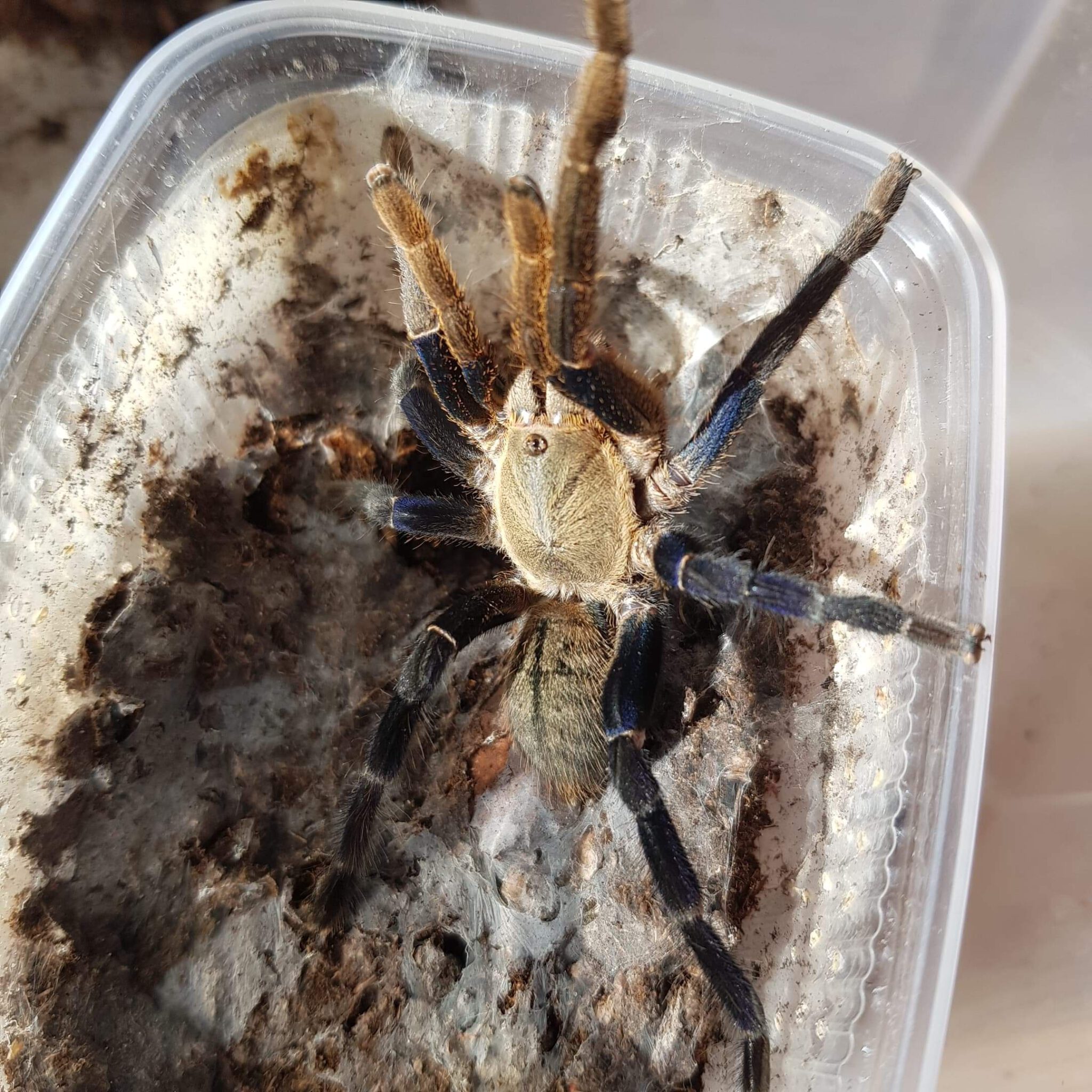♀️ Cyriopagopus lividus female – Fatbob's Exotics