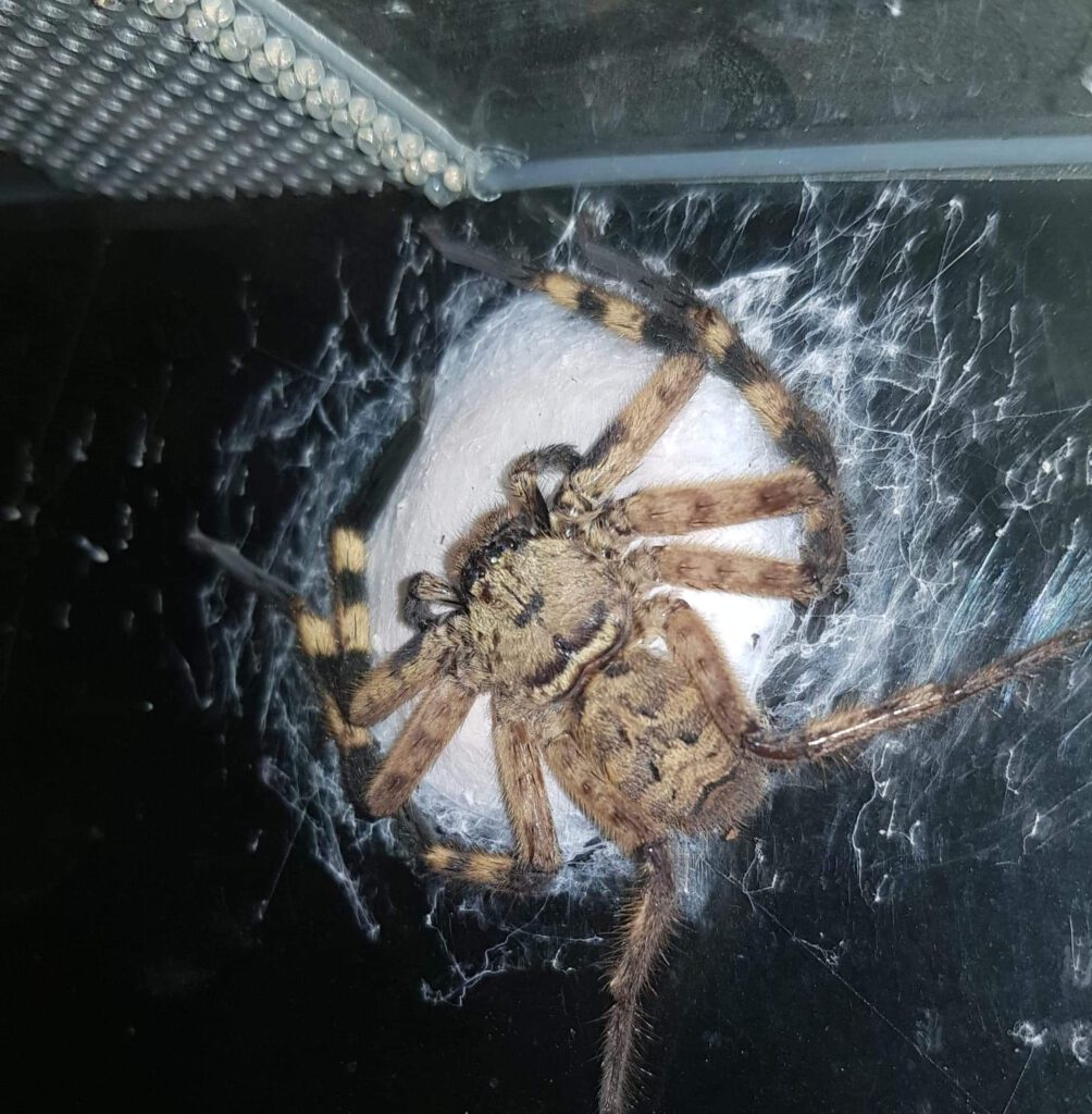 🕷 barylestis scutatus medium – Fatbob's Exotics