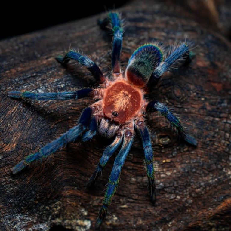 ♀️ Holothele longipes 2.5-3cm body female – Fatbob's Exotics