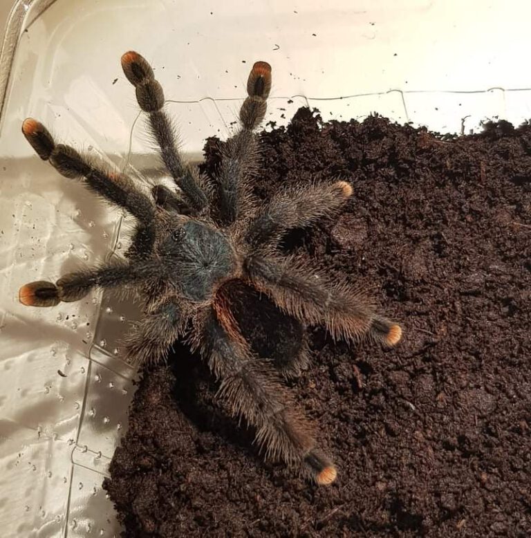 ♂️ Avicularia avicularia sp B Guyana adult – Fatbob's Exotics